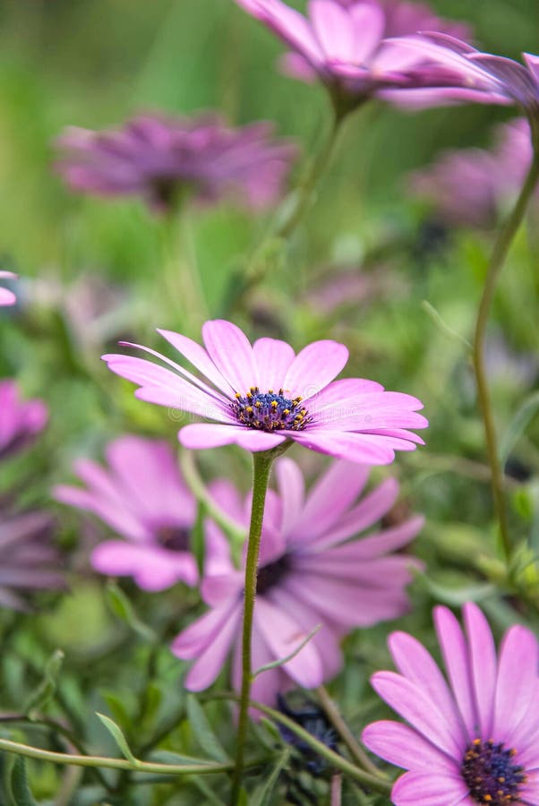 The Dimorphoteca with Dark Pink Flower Stock Photo - Image of full ...