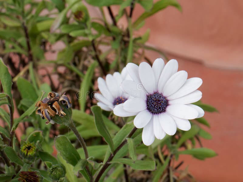 Dimorphoteca stock image. Image of covers, color, beds - 273017601