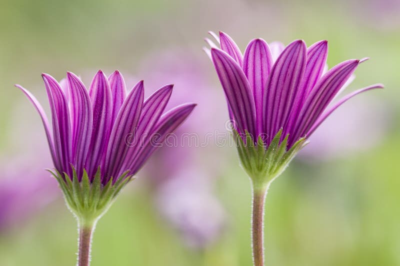 Dimorphoteca Flowers in Full Bloom Stock Photo - Image of petal, purple ...