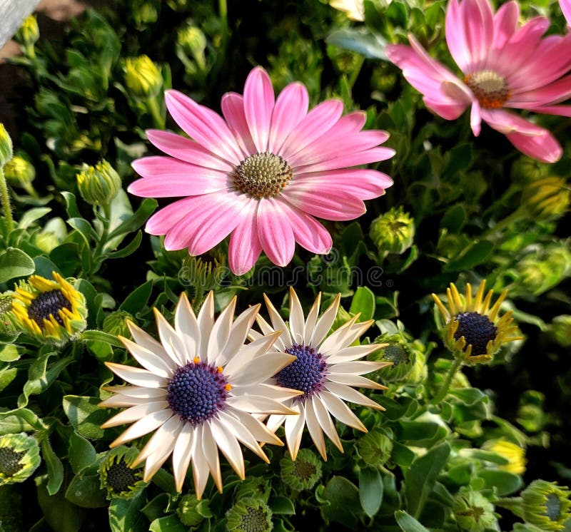 Dimorphotheca Ecklonis, Also Known As Cape Marguerite, African Daisy ...