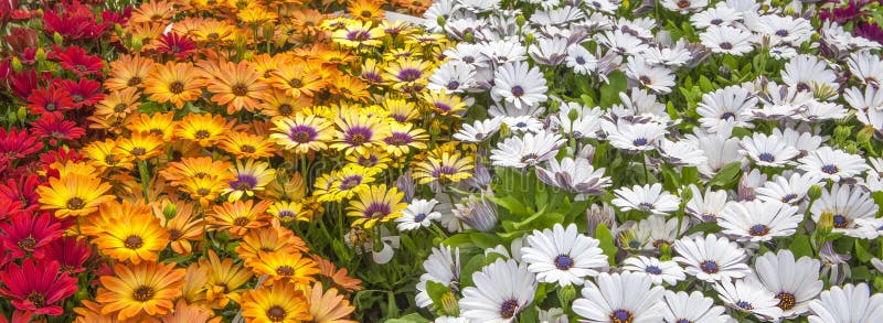 Dimorphotheca Ecklonis Also Known As Cape Marguerite Stock Image ...