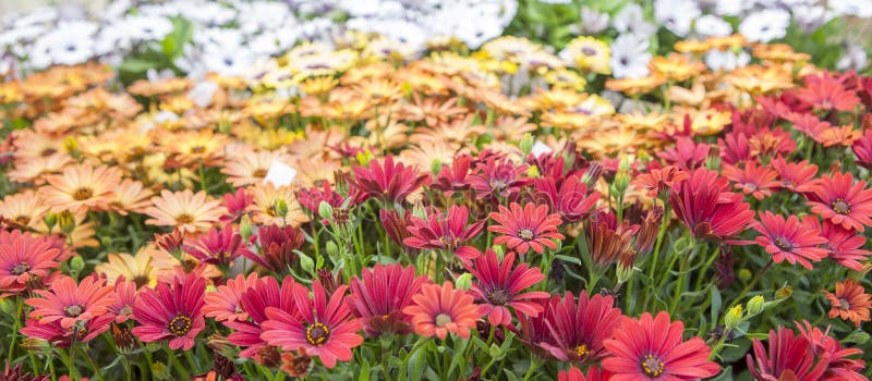 Dimorphotheca Ecklonis Also Known As Cape Marguerite Stock Photo ...