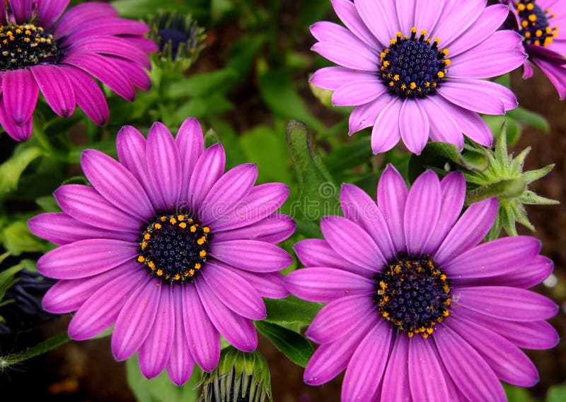 Dimorphotheca Ecklonis Osteospermum,Cape Marguerite,African Daisies ...