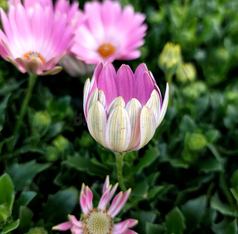 Dimorphotheca Ecklonis or Purple African Daisy Stock Photo - Image of ...