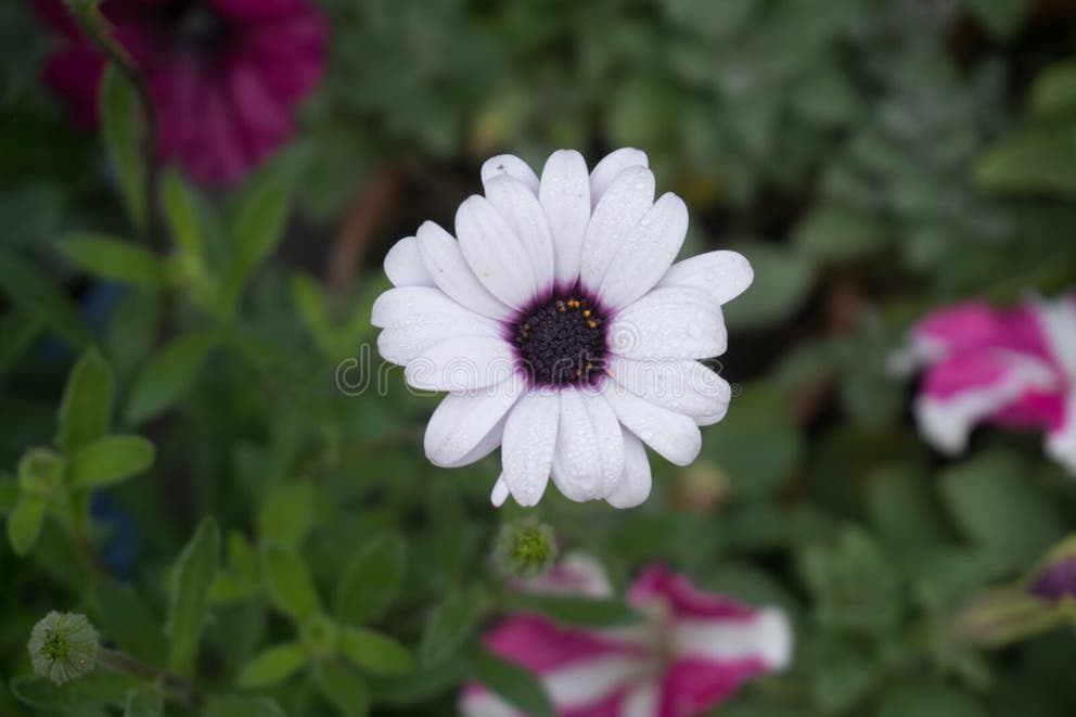 Dimorphotheca Flower is Blooming in the Park Stock Photo - Image of ...