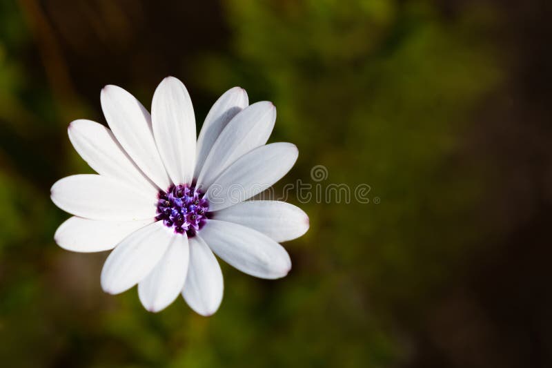 Dimorphotheca Pluvialis, Common Names White African Daisy Stock Image ...