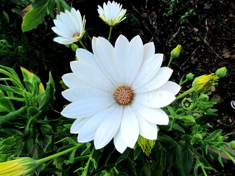 Dimorphotheca White & Orange Stock Photo - Image of orange, plant ...