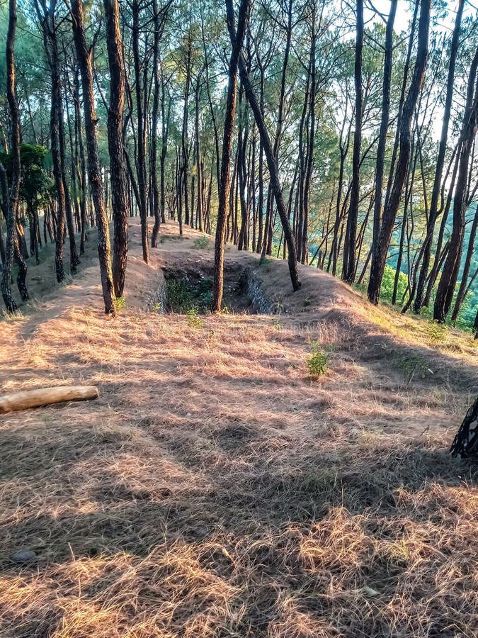 Dimple in the jungle stock image. Image of landscape - 185845553