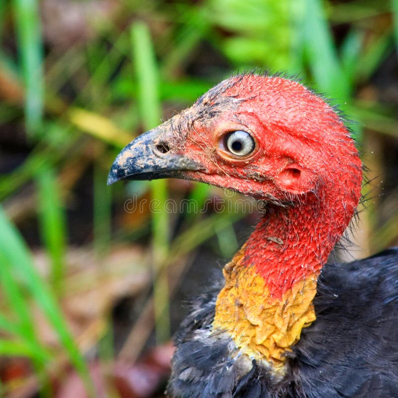 Dinde Australienne De Verticale De Balai Sauvage Image stock - Image of ...