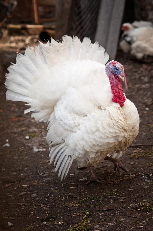 Dinde domestique photo stock. Image du ferme, aile, arrière - 18973184