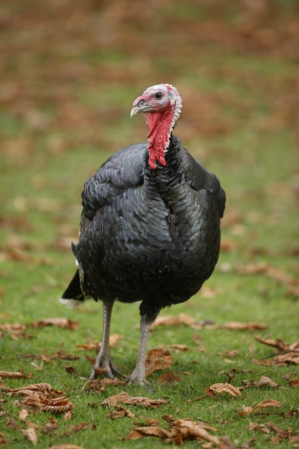 Dinde Domestique Image. Image: 3044093