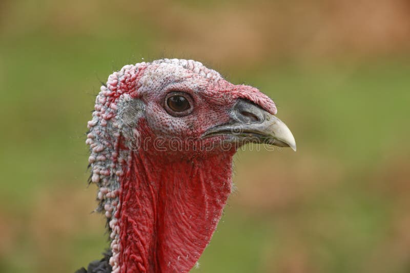 Dinde domestique image stock. Image du nourriture, domestique - 34291243