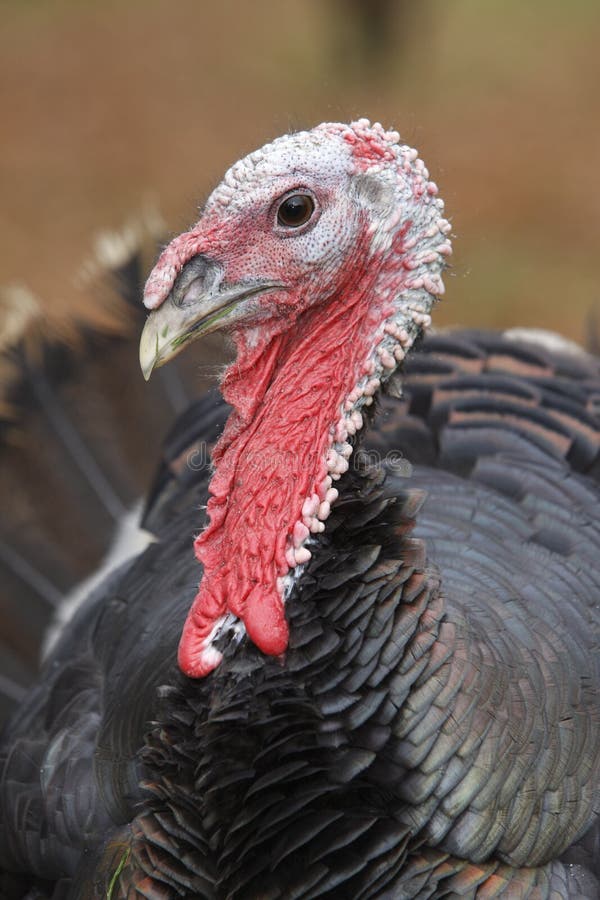 Dinde domestique photo stock. Image du domestique, grand - 34291196