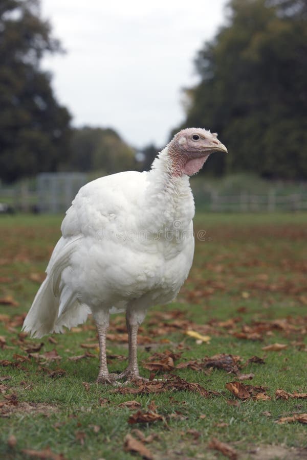 Dinde domestique photo stock. Image du grand, libre, errer - 34291286