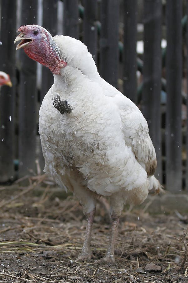 Dinde domestique photo stock. Image du lumineux, masculin - 35953142