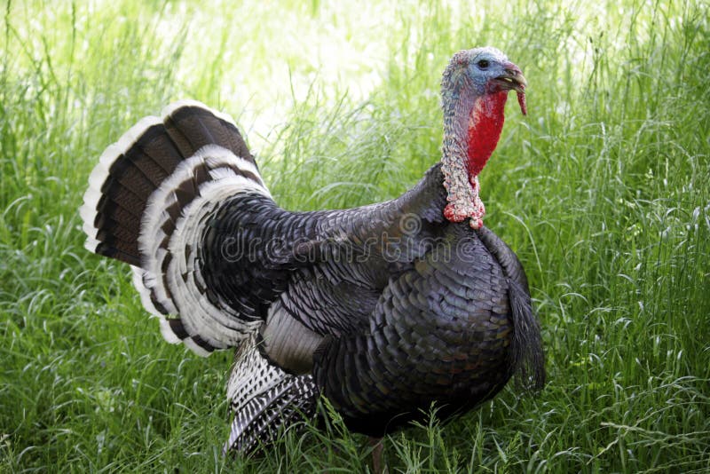Dinde domestique photo stock. Image du ferme, aile, arrière - 18973184
