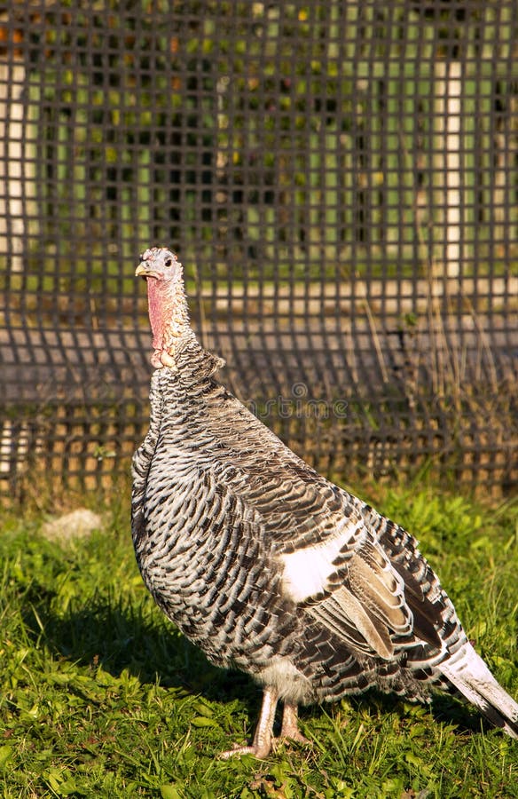 Dinde Grise Sur Une Ferme Avicole Photo stock - Image du coloré ...