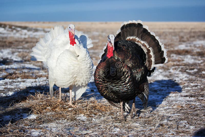 Dinde noire et blanche photo stock. Image du dinde, blanc - 75054690