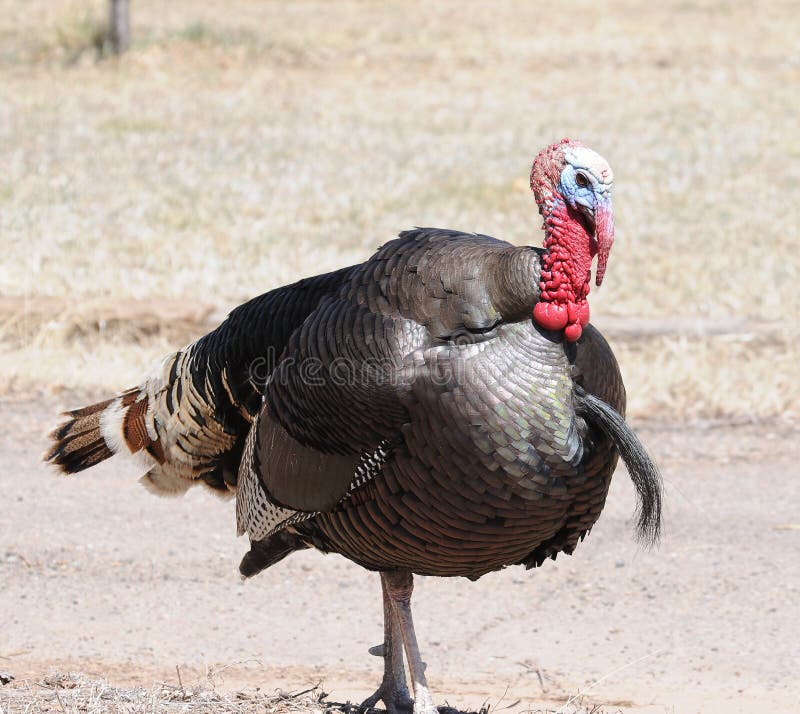 Dinde sauvage image stock. Image du oiseau, simple, nord - 14465015