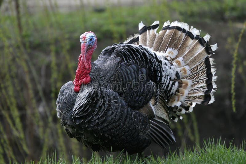 Dinde sauvage photo stock. Image du volaille, printemps - 21501542