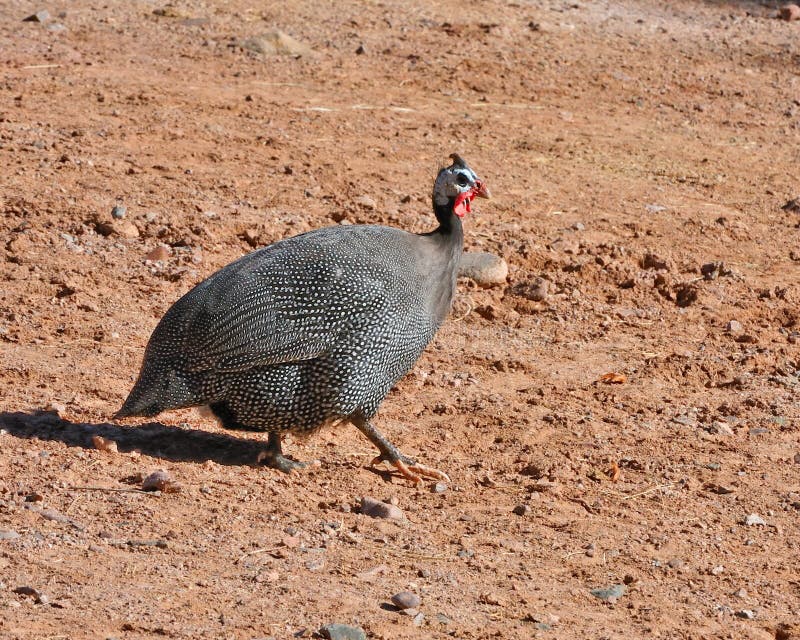 Jeune dinde femelle image stock. Image du sauvage, iridescent - 81651469