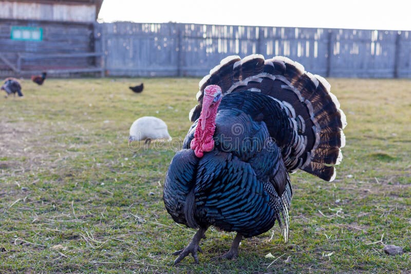 Dinde Vivante Dans Une Ferme Image stock - Image du feathered, vivant ...
