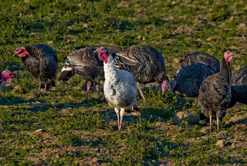 Dindes photo stock. Image du tête, oiseau, nourriture - 43042668
