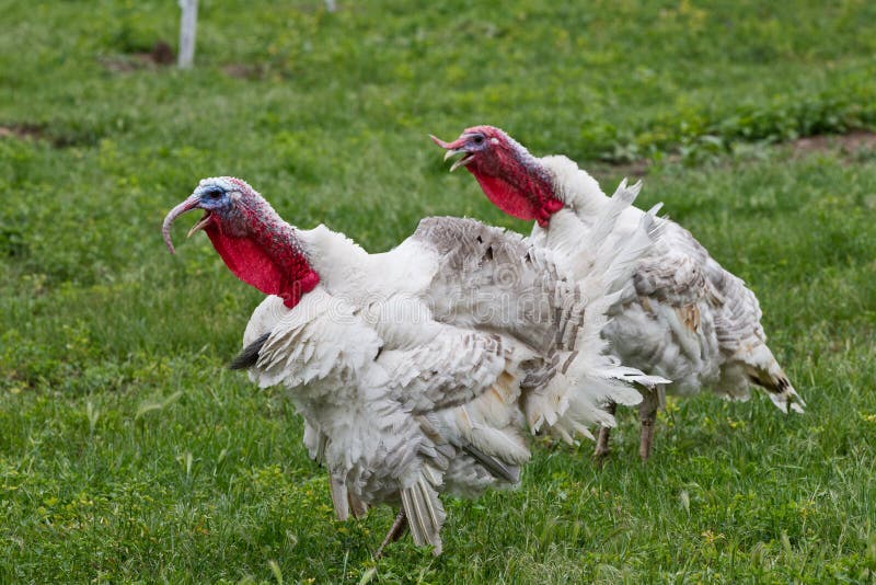 Les Dindes Amoureuses Et Amoureuses Photo stock - Image du nature ...