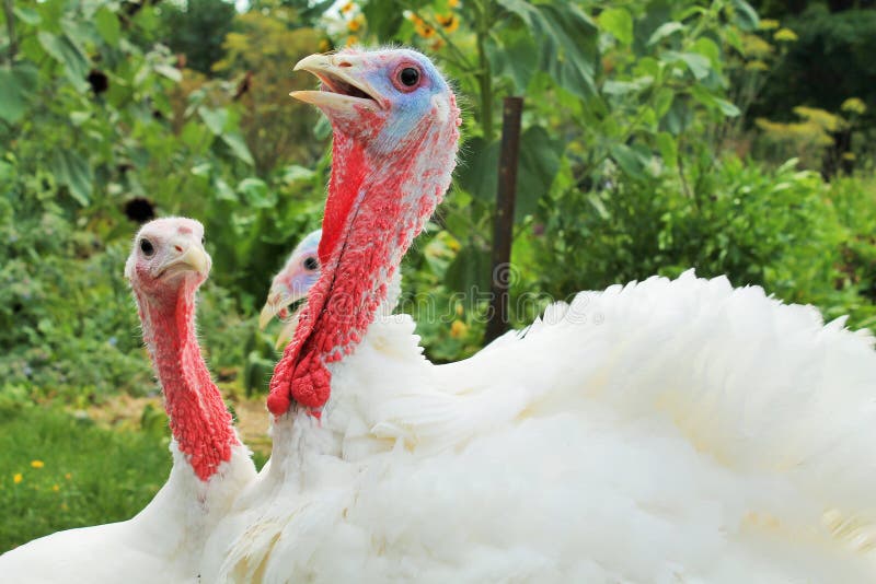 Dindes de ferme dehors photo stock. Image du outdoors - 105074180