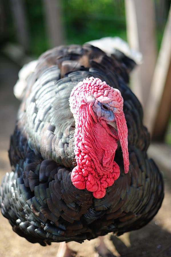 Dinde curieuse photo stock. Image du majestueux, crête - 19707038
