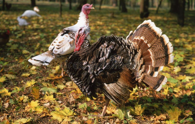 Dindon image stock. Image du earth, dinde, gris, ailes - 86090031