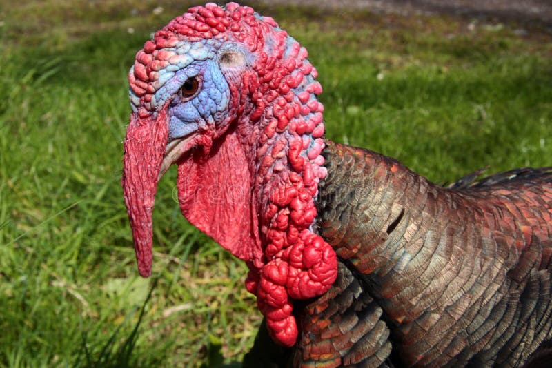 Dindon image stock. Image du animal, nature, oiseau, assez - 37801597