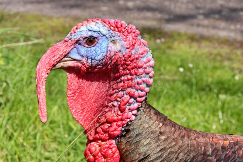 Dindon image stock. Image du ferme, animal, bizarre, herbe - 37801603
