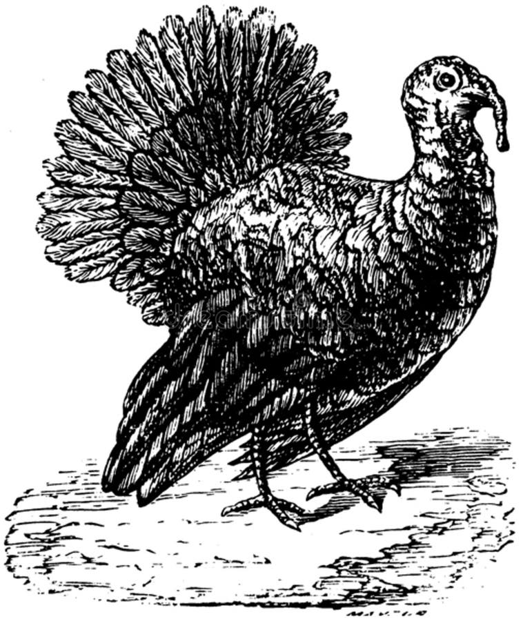 Dindon-004 stock photo. Image of - 83054298