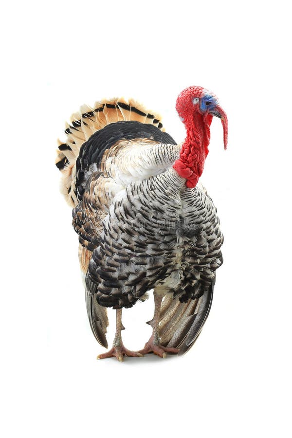 Dindon image stock. Image du verticale, ferme, brun, animal - 86090031