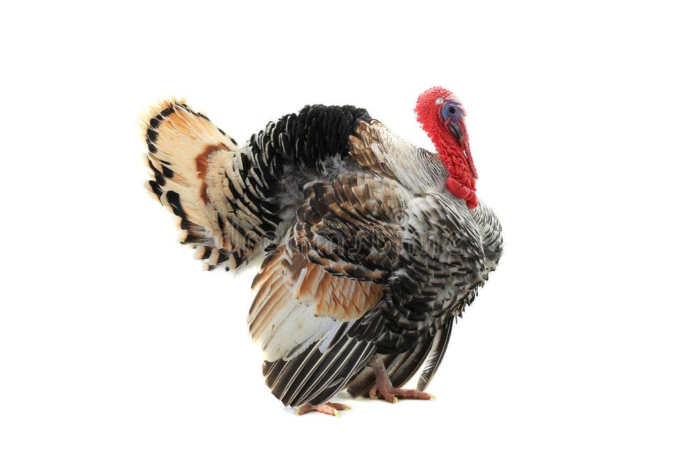Dindon image stock. Image du ailes, fond, earth, isolement - 86090039