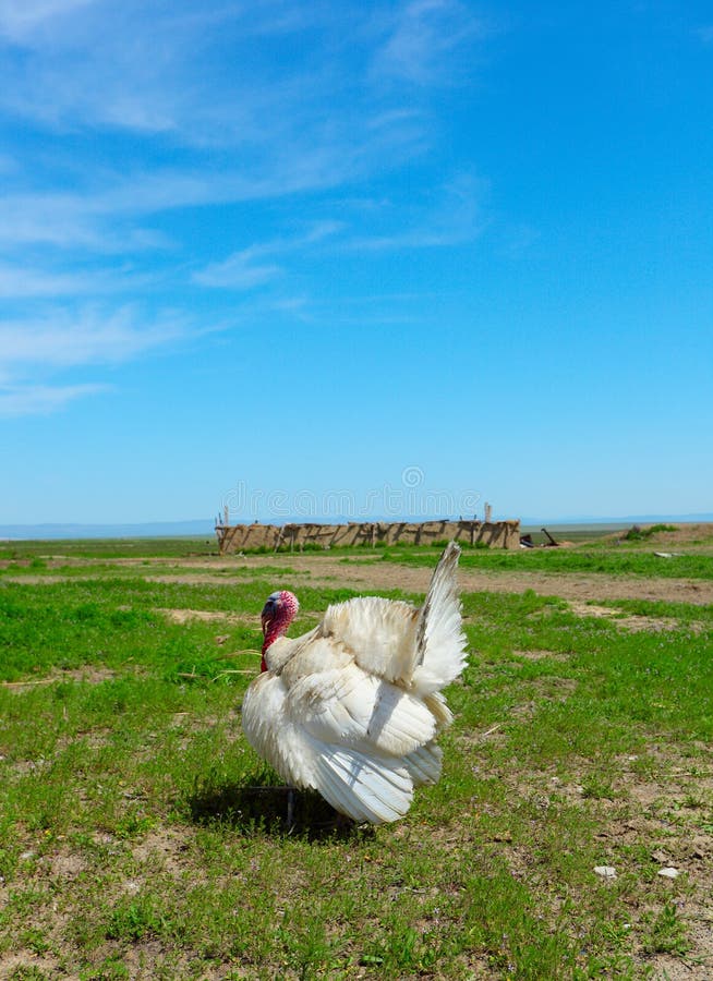 Dindon blanc image stock. Image du ferme, ciel, clavette - 9168037