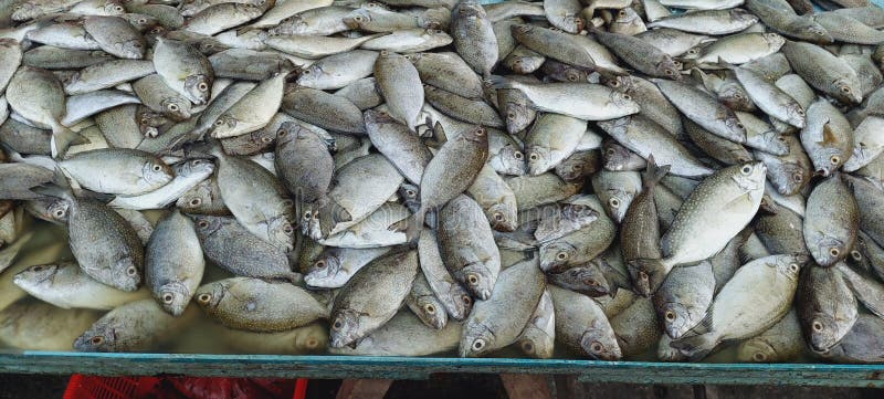 Dingkis Fish Stock Photos - Free & Royalty-Free Stock Photos from ...