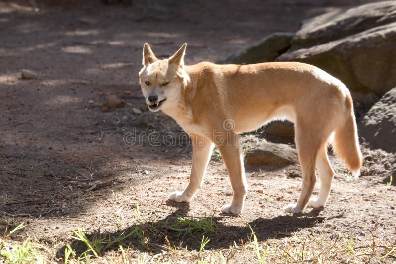 Dingo stock photo. Image of dingo, snarl, australian - 10346374