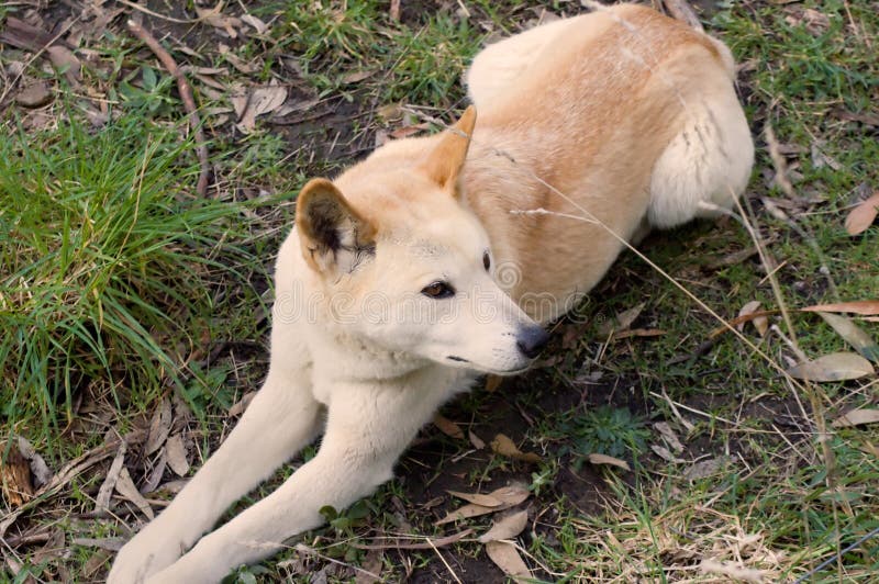 Dingo stock image. Image of native, canine, paws, furry - 1051109