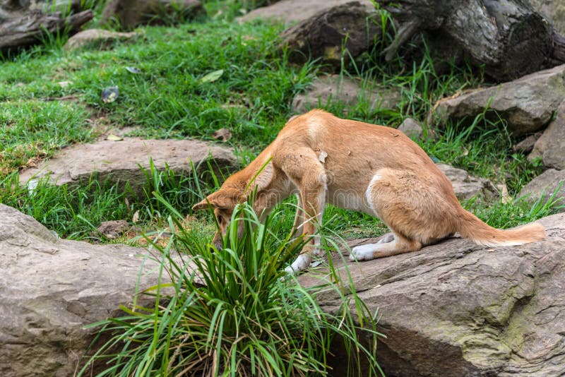 Dingo stock photo. Image of dingo, snarl, australian - 10346374