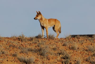 Dingo in Australian Outback Stock Photo - Image of australian, nature ...