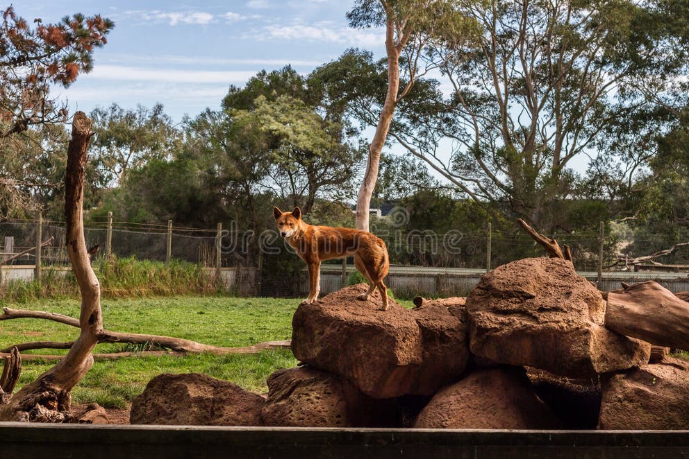 Dingo stock photo. Image of tree, pack, native, outback - 40700160