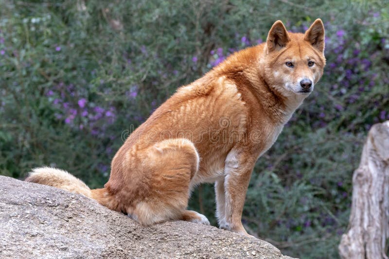Dingo australiano foto de archivo. Imagen de australiano - 138172278