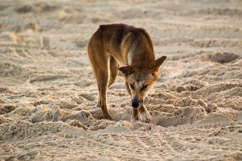 Animal Australiano Do Dingo Na Praia Em Fraser Island Queensland Foto ...