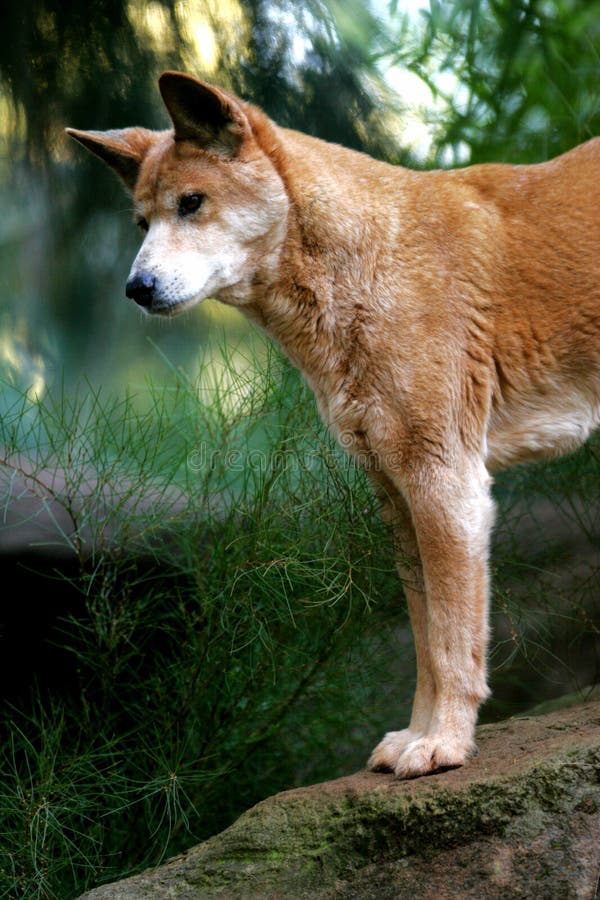 Dingo australiano foto de stock. Imagem de naturalness - 4285412