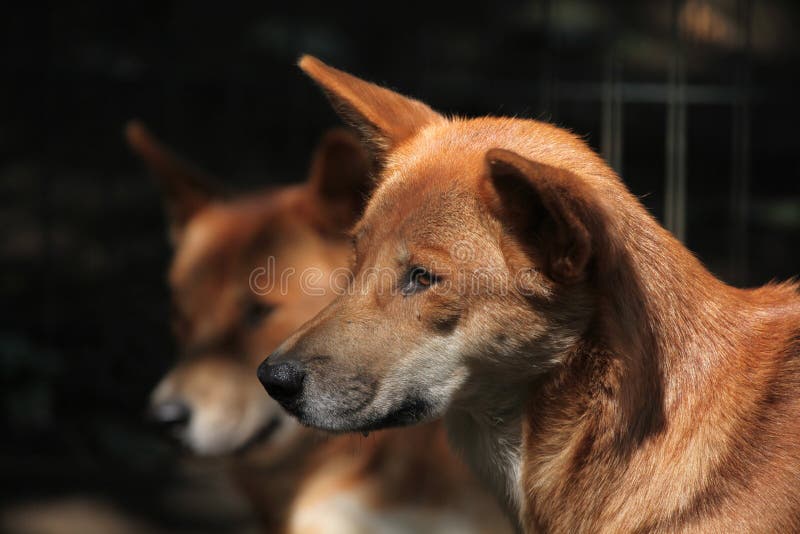 Dingo (Canis lupus dingo). stock photo. Image of mammalia - 59299780