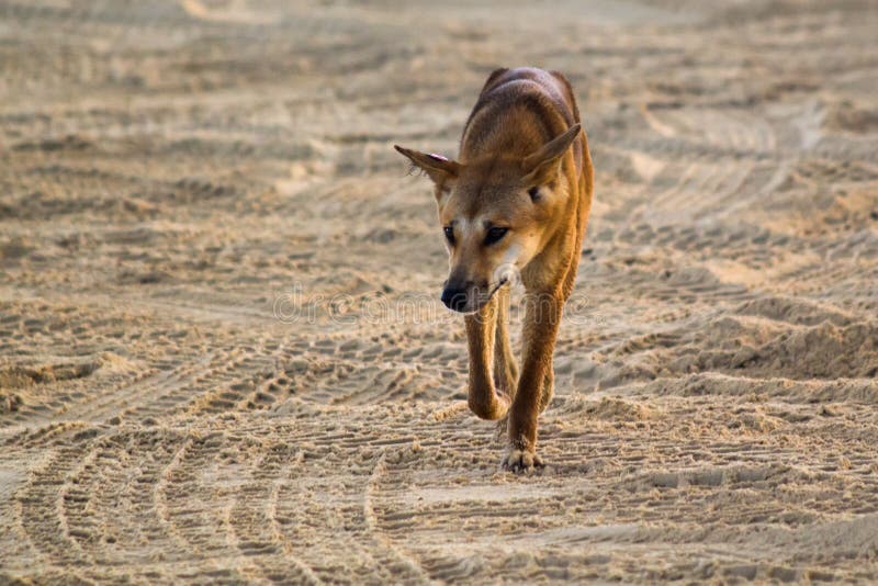 Dingo stock photo. Image of nobody, animal, colour, snarl - 10346374