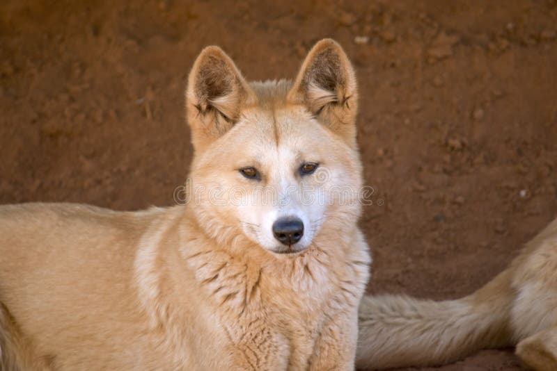 This is a Close Up of a Dingo Puppy Stock Photo - Image of sitting, white: 158293578