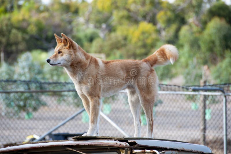 Dingo Dog stock image. Image of south, standing, wolf - 255660615